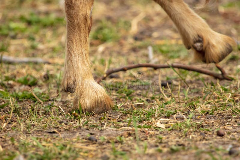Hooves at the Ram on the Ground Stock Photo - Image of animal, meat ...