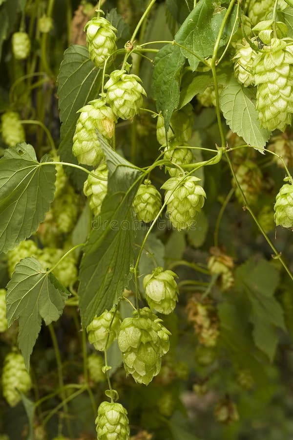 Hop cone stock photo. Image of aroma, fermentation, closeup - 15975326