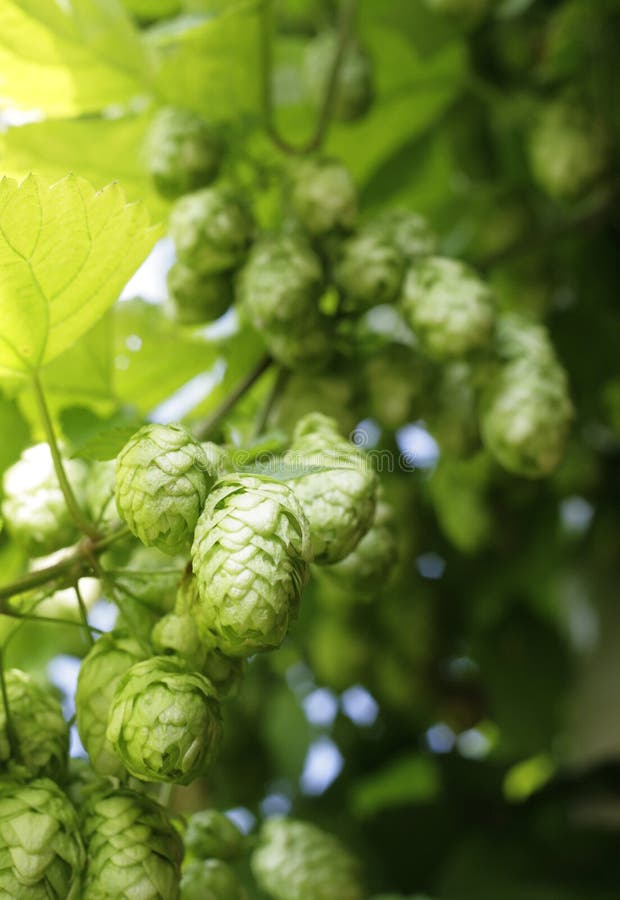 Hop stock photo. Image of fermentation, close, plants - 1218902