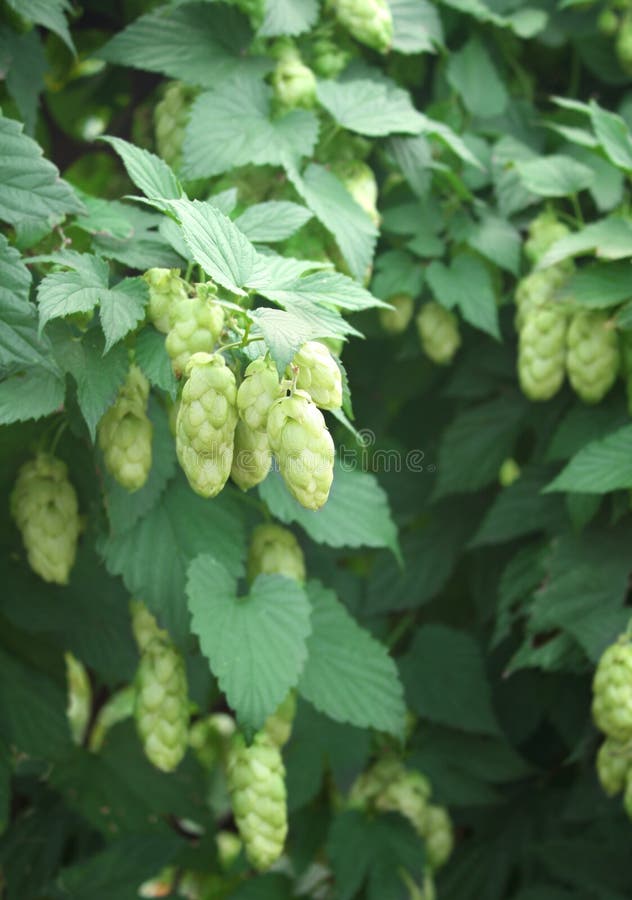 Hop stock image. Image of summer, scented, crop, spice - 14246113