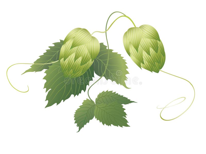 Hops stock illustration. Illustration of nature, hops - 27452382