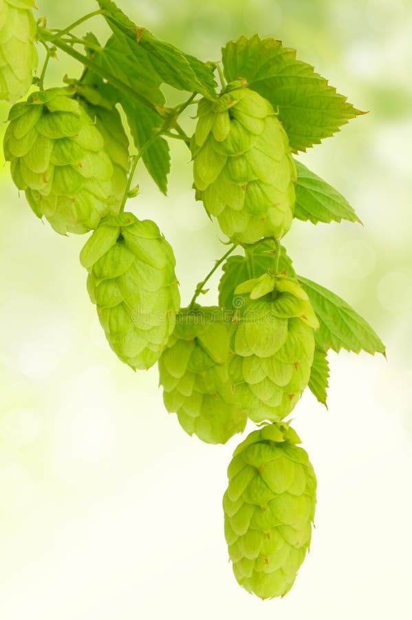 Hop garden stock photo. Image of herbaceous, leaves, herb - 26329986