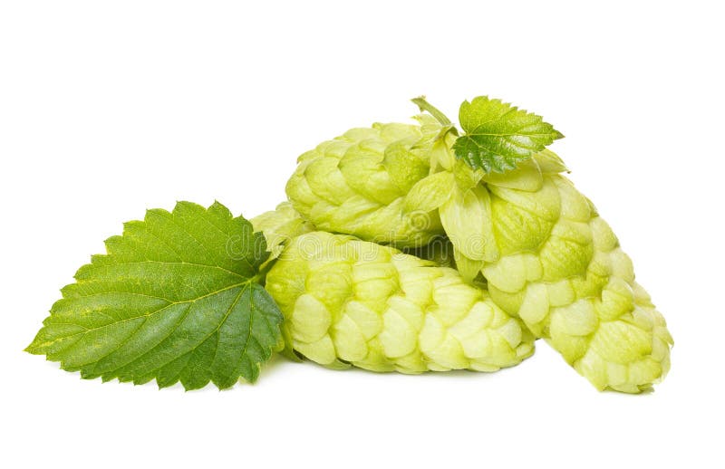 Hop cone stock photo. Image of growth, bitter, beer, ferment - 15958678