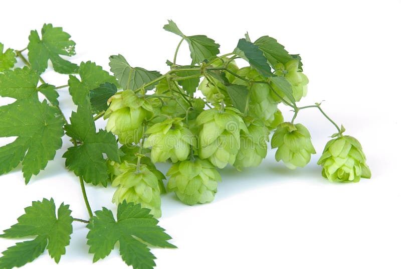 Hops branch stock image. Image of cone, beer, brew, isolated - 16184297