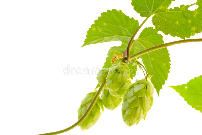 Hop Picture. Image: 6511376