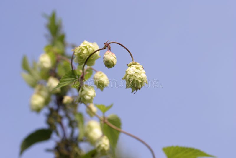 Hop Picture. Image: 808006