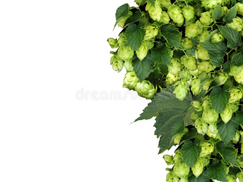 Hop background stock photo. Image of leaf, aromatic, beer - 5609610