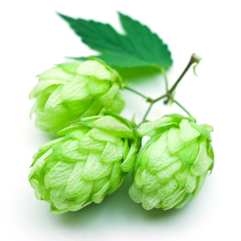 Hop beer stock photo. Image of creeper, brew, green, alcohol - 24642066