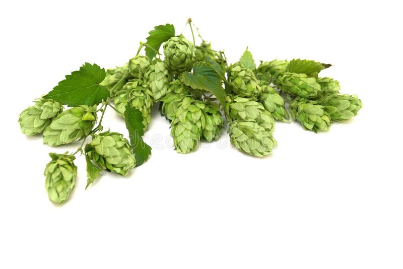 Bines Isolated Stock Photos - Free & Royalty-Free Stock Photos from ...