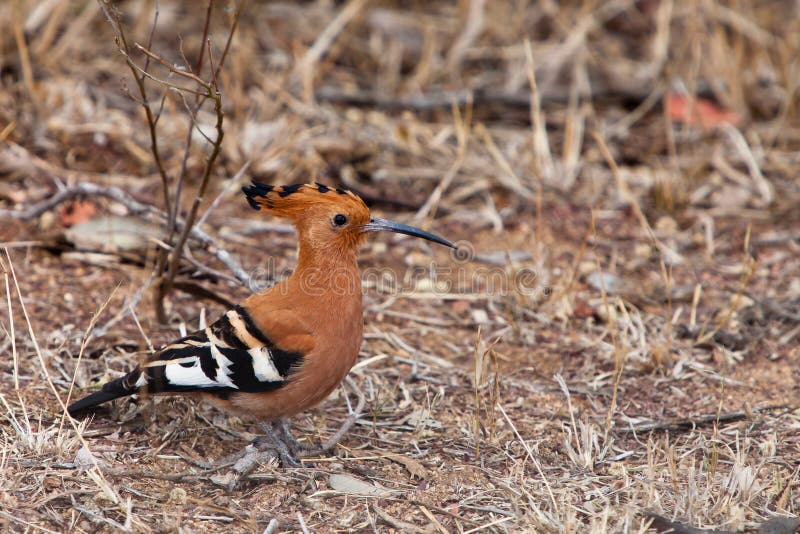 Hop Bird Standing on the Ground Stock Photo - Image of nature, fauna ...