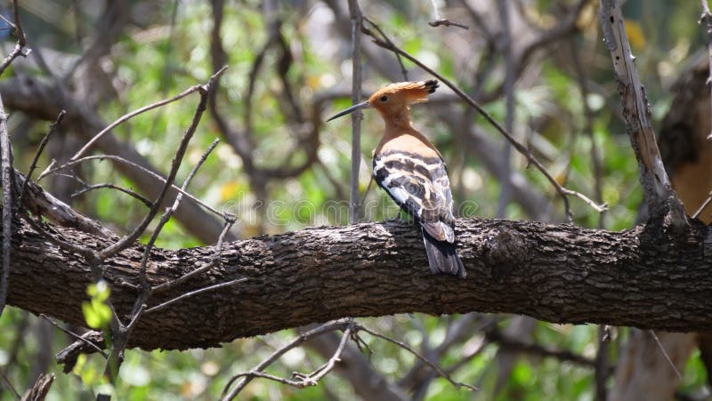Hop bird in a tree stock photo. Image of africa, nature - 189156366