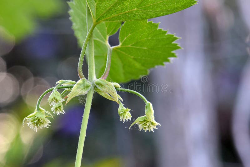 Hop Blossom Buds with Green Leaves Stock Image - Image of blossom ...