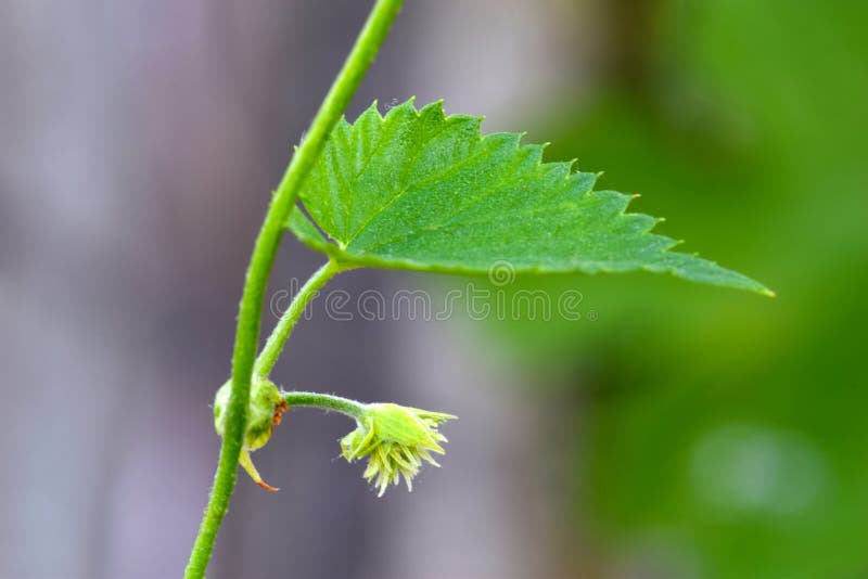 Hop Blossom Bud with Green Leaves Stock Image - Image of blooming ...