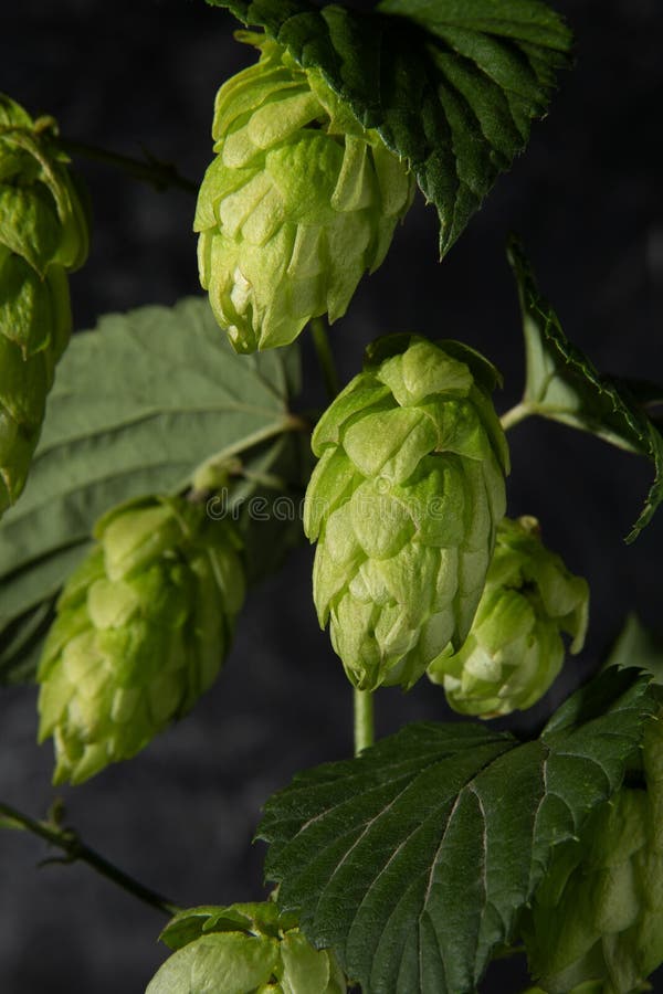 Hop Branch. Plant. an Ingredient for Making Beer Stock Image - Image of ...