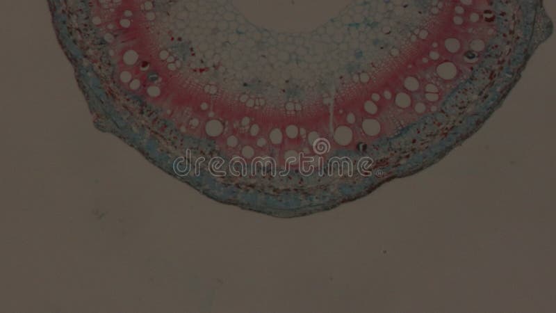 Hop branch tissue in zoom stock footage. Video of thin - 345124332