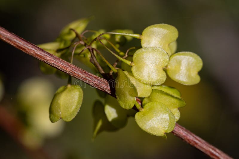 Hop Bush fruit stock photo. Image of green, shrub, plant - 228080066