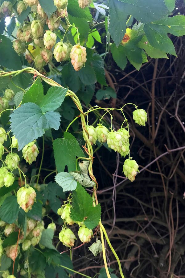 Hop Bushes. Wild Hops. Hops for Brewing. Hops. Stock Photo - Image of ...