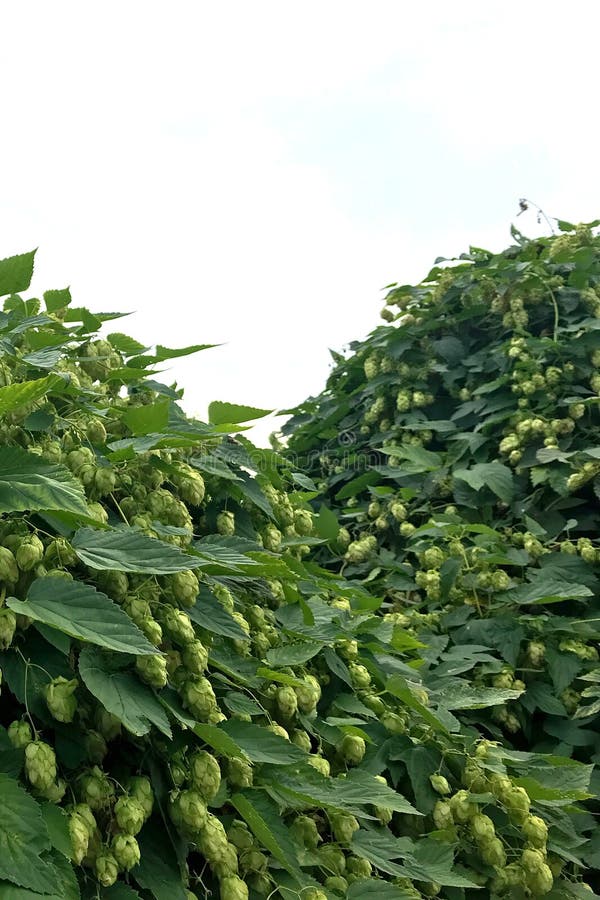 Hop Bushes. Wild Hops. Hops for Brewing. Hops. Stock Photo - Image of ...