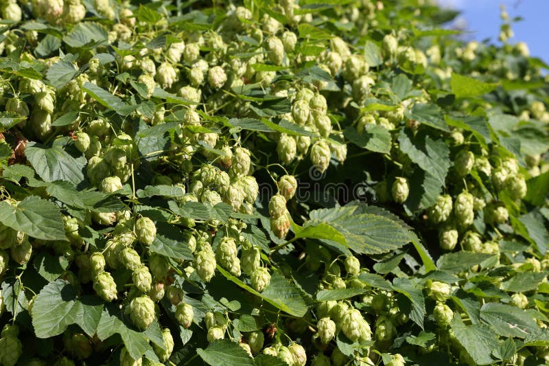 Hop Bushes. Wild Hops. Hops for Brewing. Hops. Stock Photo - Image of ...