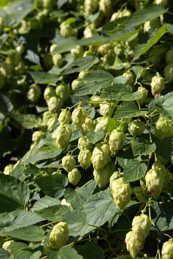 Hop Bushes. Wild Hops. Hops for Brewing. Hops. Stock Photo - Image of ...