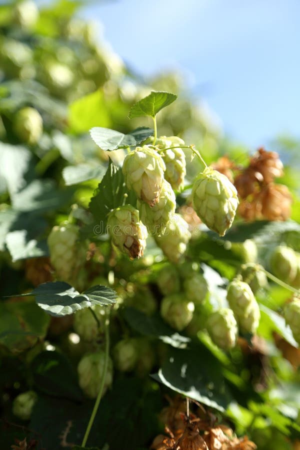 Hop Bushes. Wild Hops. Hops for Brewing. Hops. Stock Photo - Image of ...