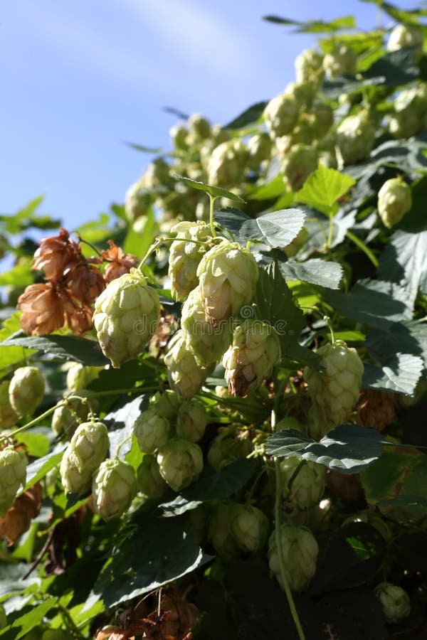 Hop Bushes. Wild Hops. Hops for Brewing. Hops. Stock Photo - Image of ...