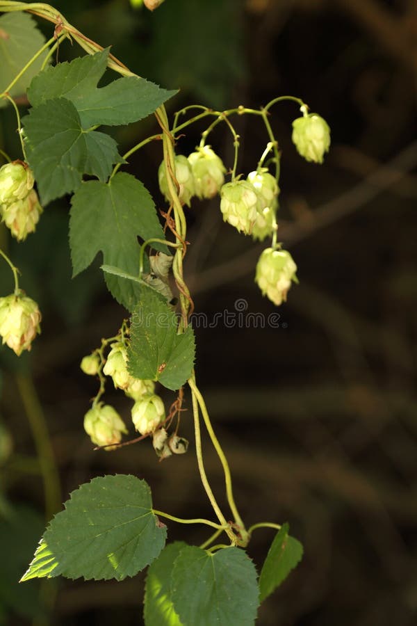 Hop Bushes. Wild Hops. Hops for Brewing. Hops. Stock Photo - Image of ...