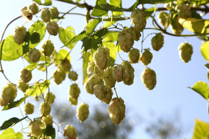 Hop Bushes. Wild Hops. Hops for Brewing. Hops. Stock Photo - Image of ...