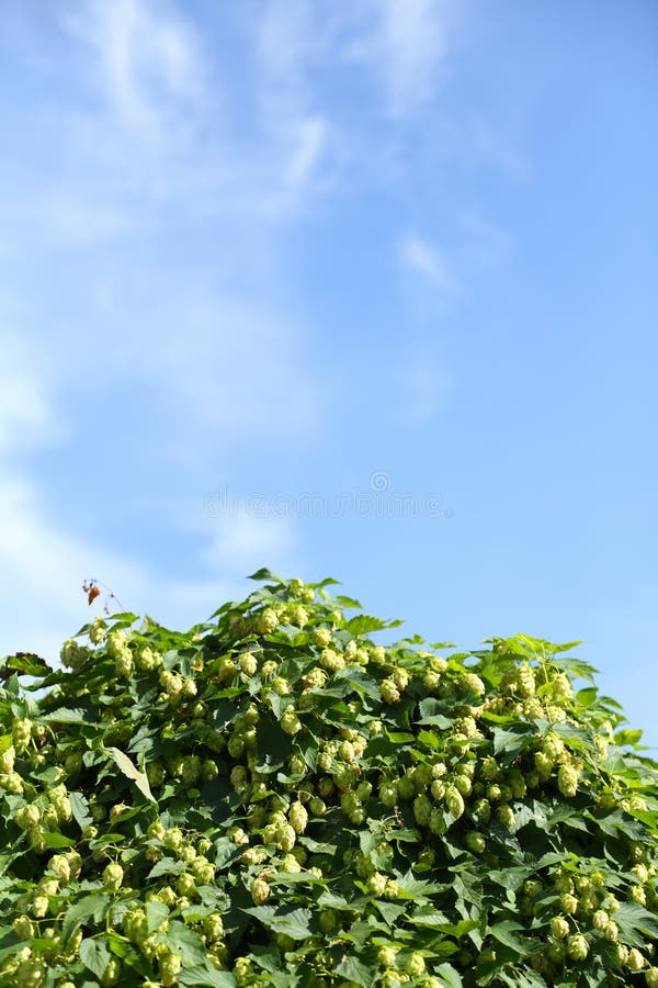 Hop Bushes. Wild Hops. Hops for Brewing. Hops. Stock Photo - Image of ...