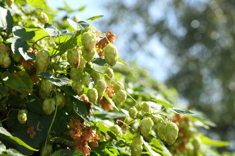 Hop Bushes. Wild Hops. Hops for Brewing. Hops. Stock Photo - Image of ...