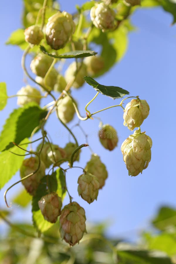 Hop Bushes. Wild Hops. Hops for Brewing. Hops. Stock Photo - Image of ...