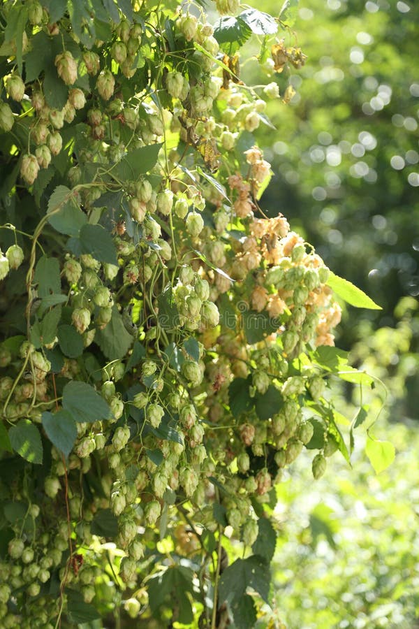 Hop Bushes. Wild Hops. Hops for Brewing. Hops. Stock Photo - Image of ...