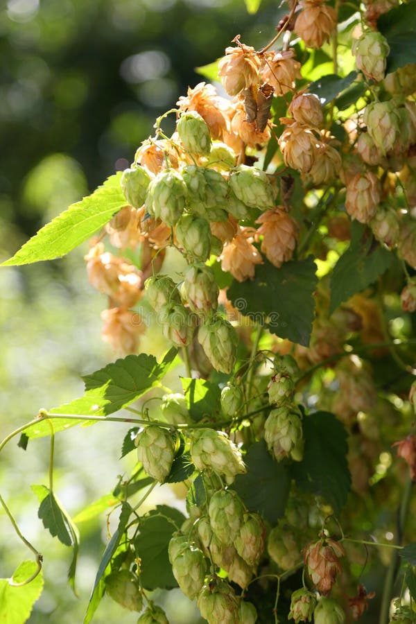 Hop Bushes. Wild Hops. Hops for Brewing. Hops. Stock Image - Image of ...