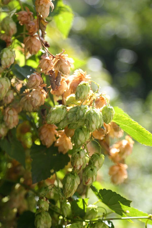 Hop Bushes. Wild Hops. Hops for Brewing. Hops. Stock Photo - Image of ...