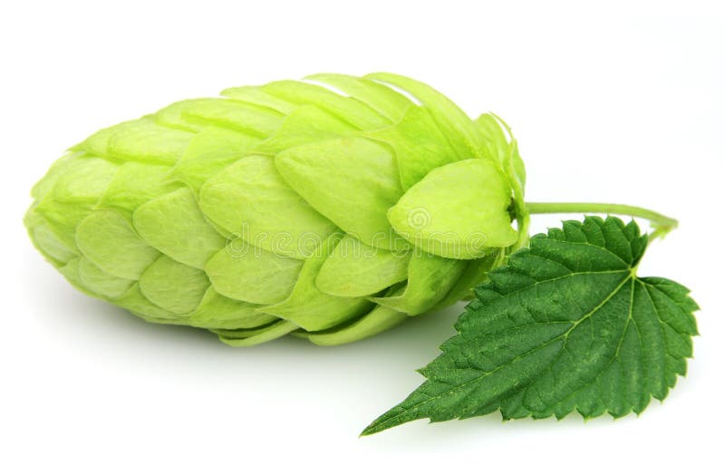 Hop close up stock image. Image of blossoming, brew, white - 20939497