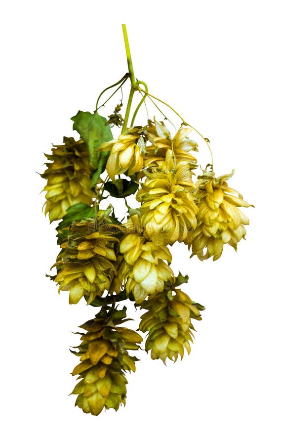 Hop Close-up Isolated on White Background Stock Photo - Image of herbal ...