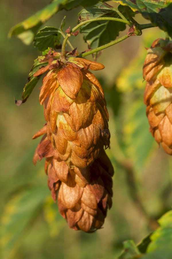 Hop stock image. Image of wooden, nature, background - 47432797