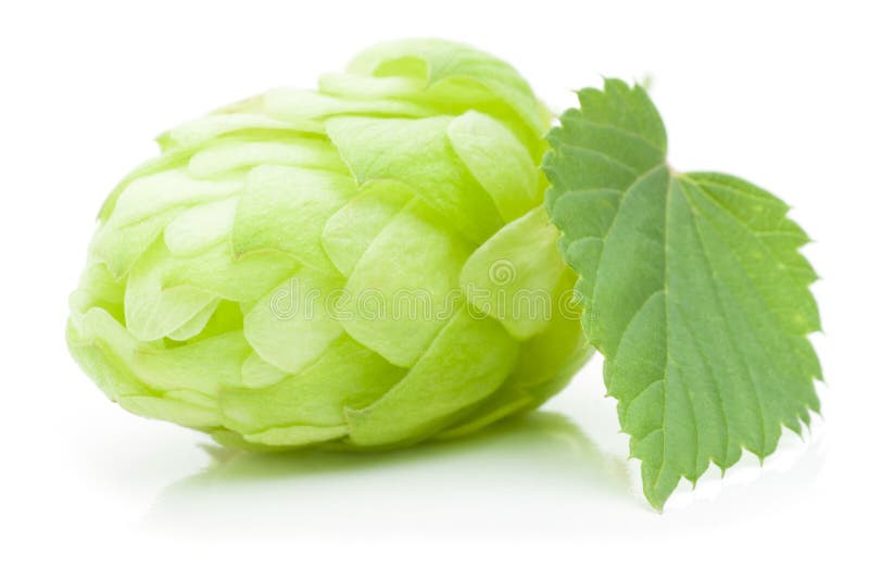 Hop cone stock photo. Image of growth, bitter, beer, ferment - 15958678