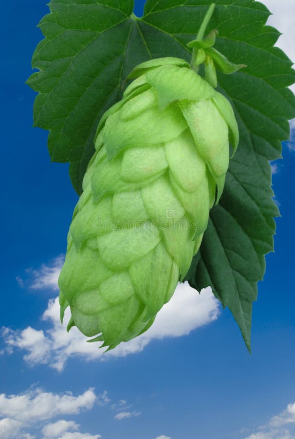 A hop-cone stock image. Image of grow, detail, brewery - 17713059