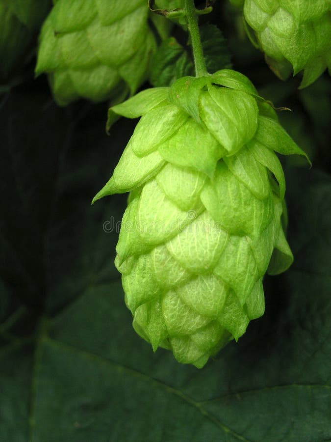 A hop-cone stock image. Image of grow, agriculture, brewing - 2070741