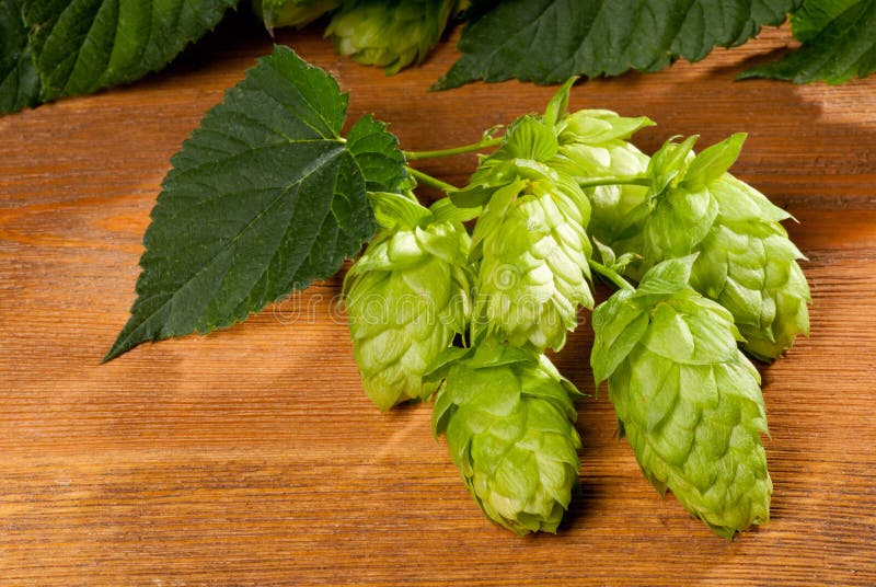 Hop cone stock photo. Image of wooden, hopfield, leaves - 27203988