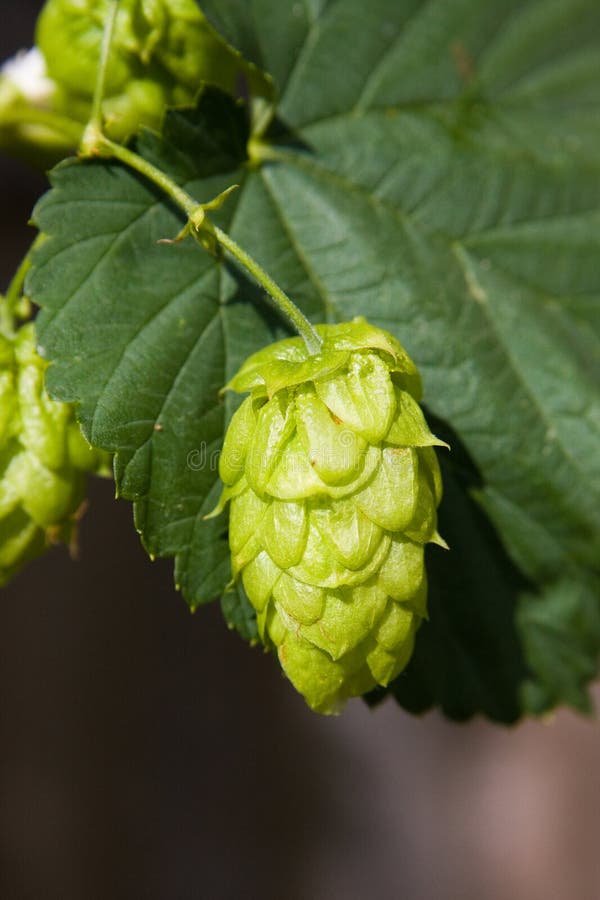 Hop Cone stock image. Image of bramling, brewing, bitter - 38057353