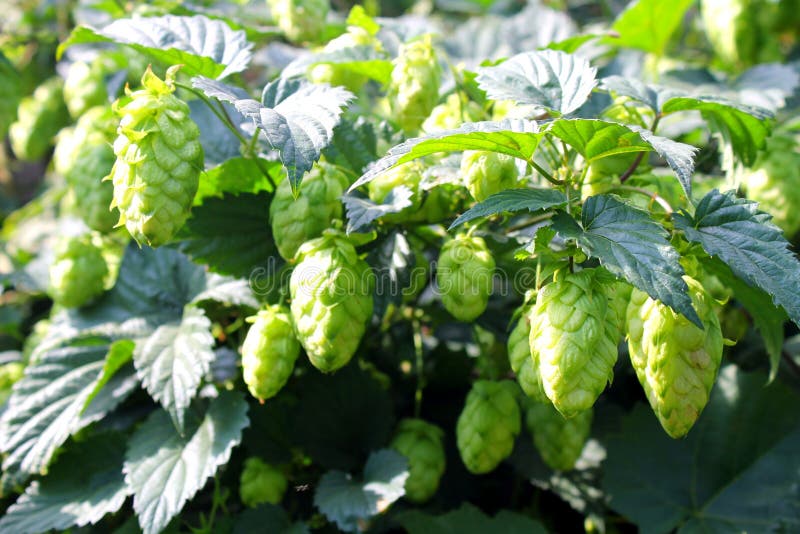 Hop cone stock photo. Image of food, harvesting, frame - 44529390