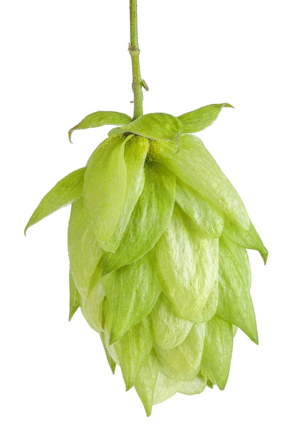 Hop Cone Isolated on White Background. Beer Brewing Ingredients Stock ...
