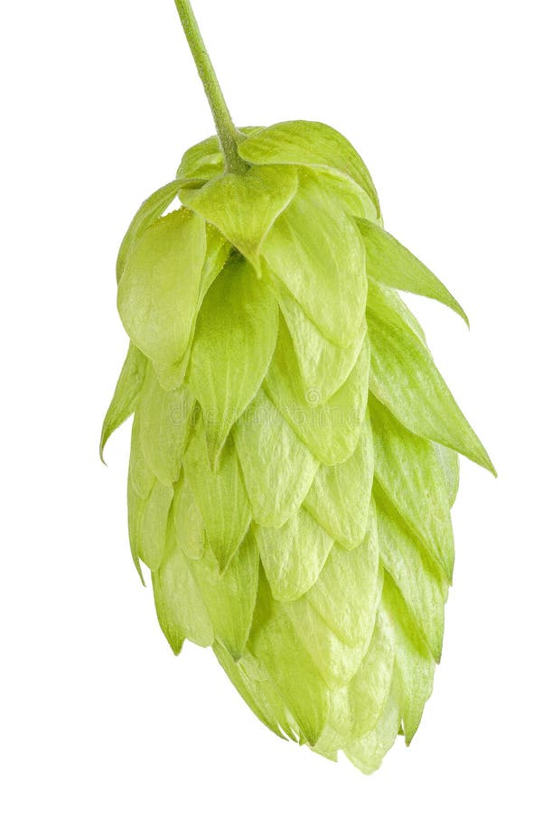 Hop Cone Isolated on White Background. Beer Brewing Ingredients Stock ...
