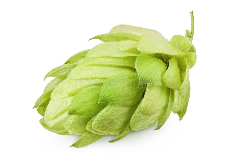 Hop Cone Isolated on White Background. Beer Brewing Ingredients Stock ...