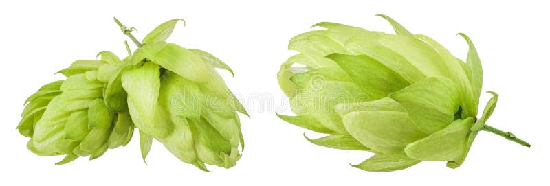 Hop Cone Isolated on White Background. Beer Brewing Ingredients Stock ...