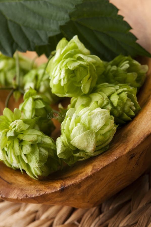 Hop cone and leaves stock image. Image of beer, decoration - 21705847