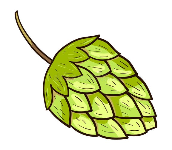 Hop Cone. Vector Botanical Element of Design. Stock Vector ...