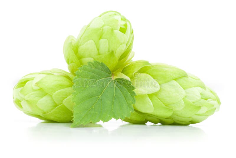 Hop cone stock photo. Image of growth, bitter, beer, ferment - 15958678